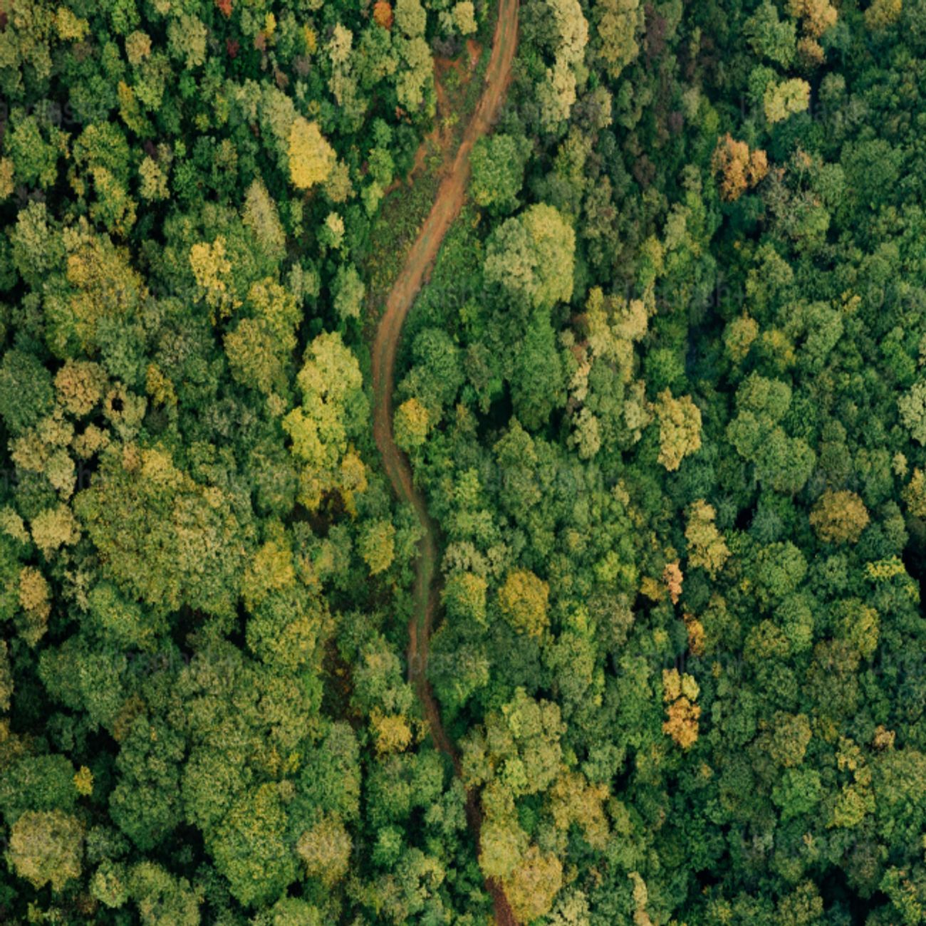 100% by end 2025 100% of our published games will be FSC certified